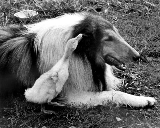 Unusual combo of animals | News, Sports, Jobs - The Express